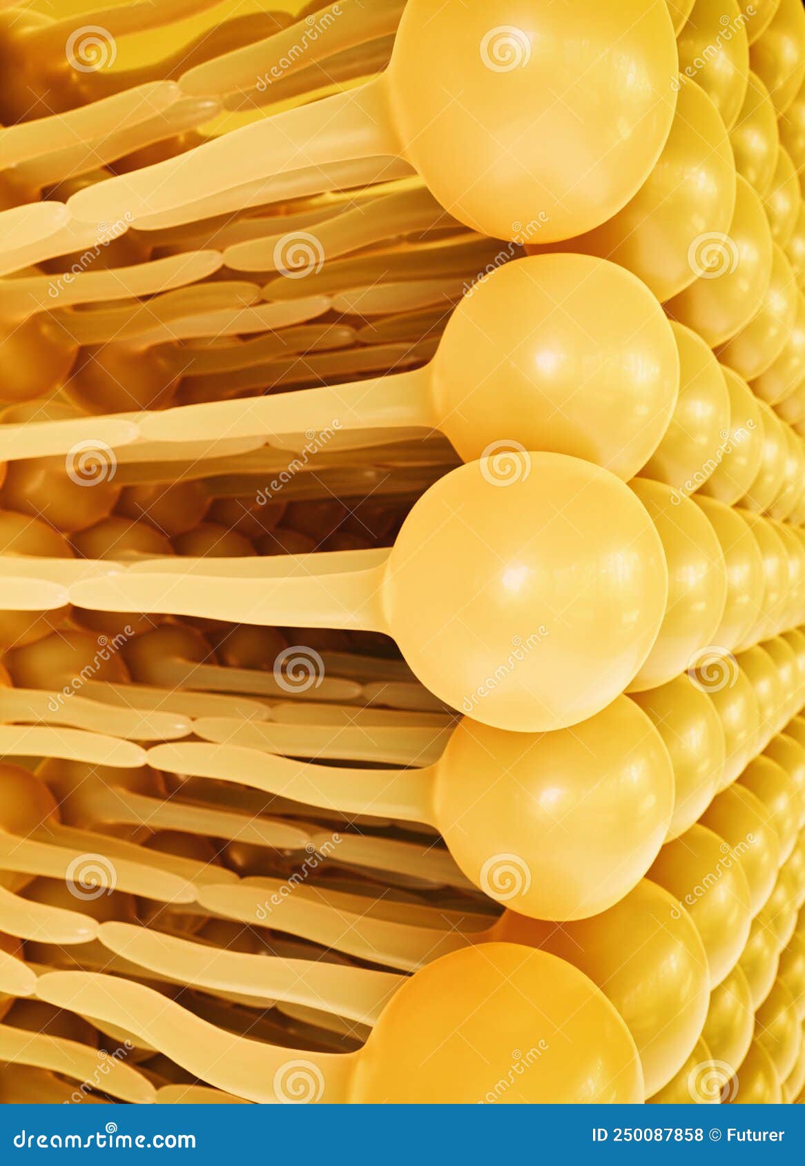 3D Rendering Lipid Bi-layer Cell Anatomy - 3D Rendering Stock ...