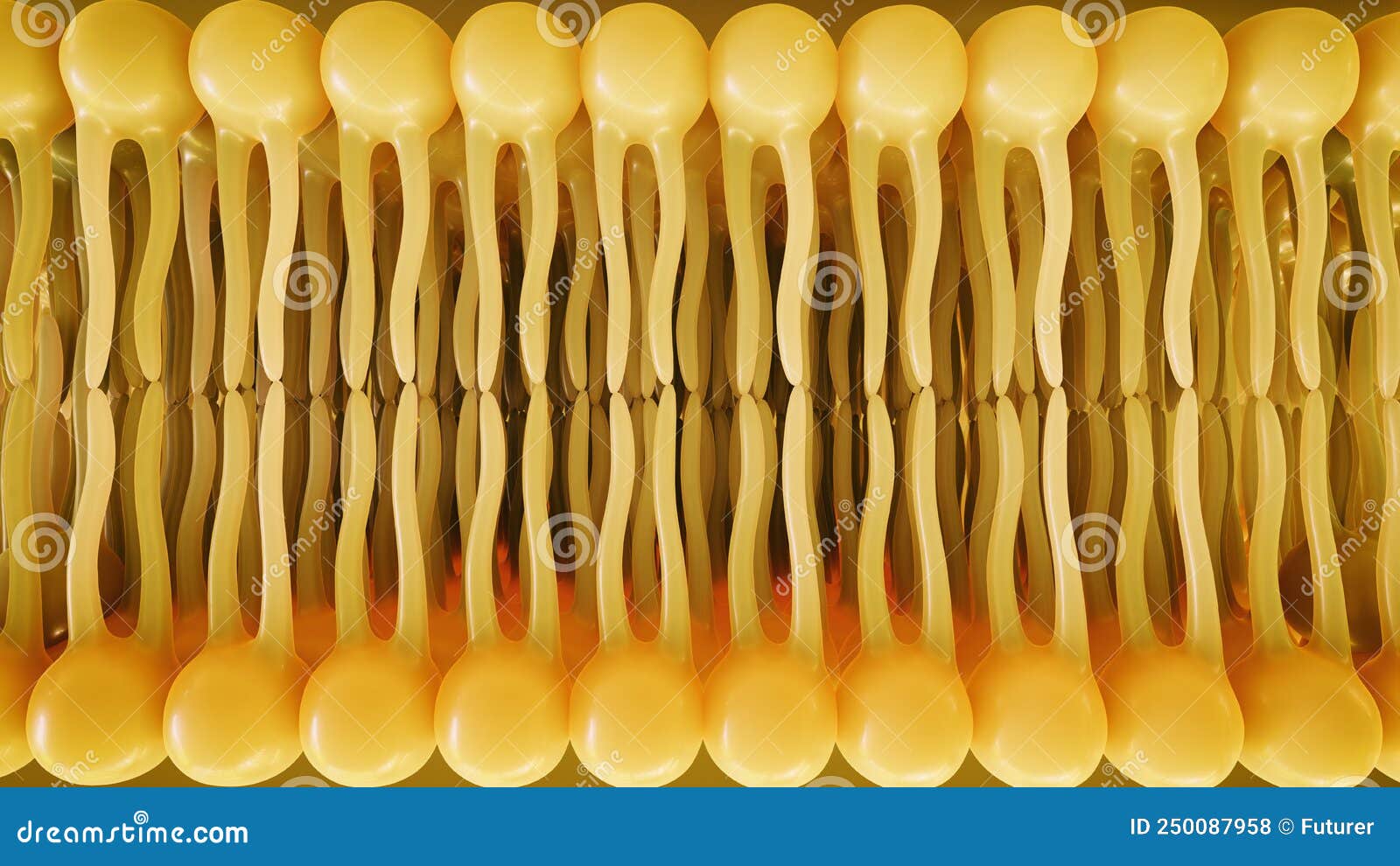 3D Rendering Lipid Bi-layer Cell Anatomy - 3D Rendering Stock ...