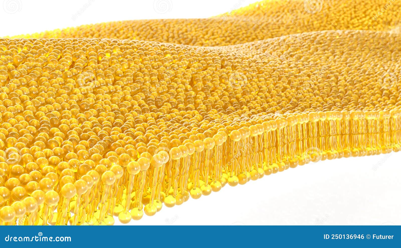 3D Rendering Lipid Bi-layer Cell Anatomy - 3D Rendering Stock ...