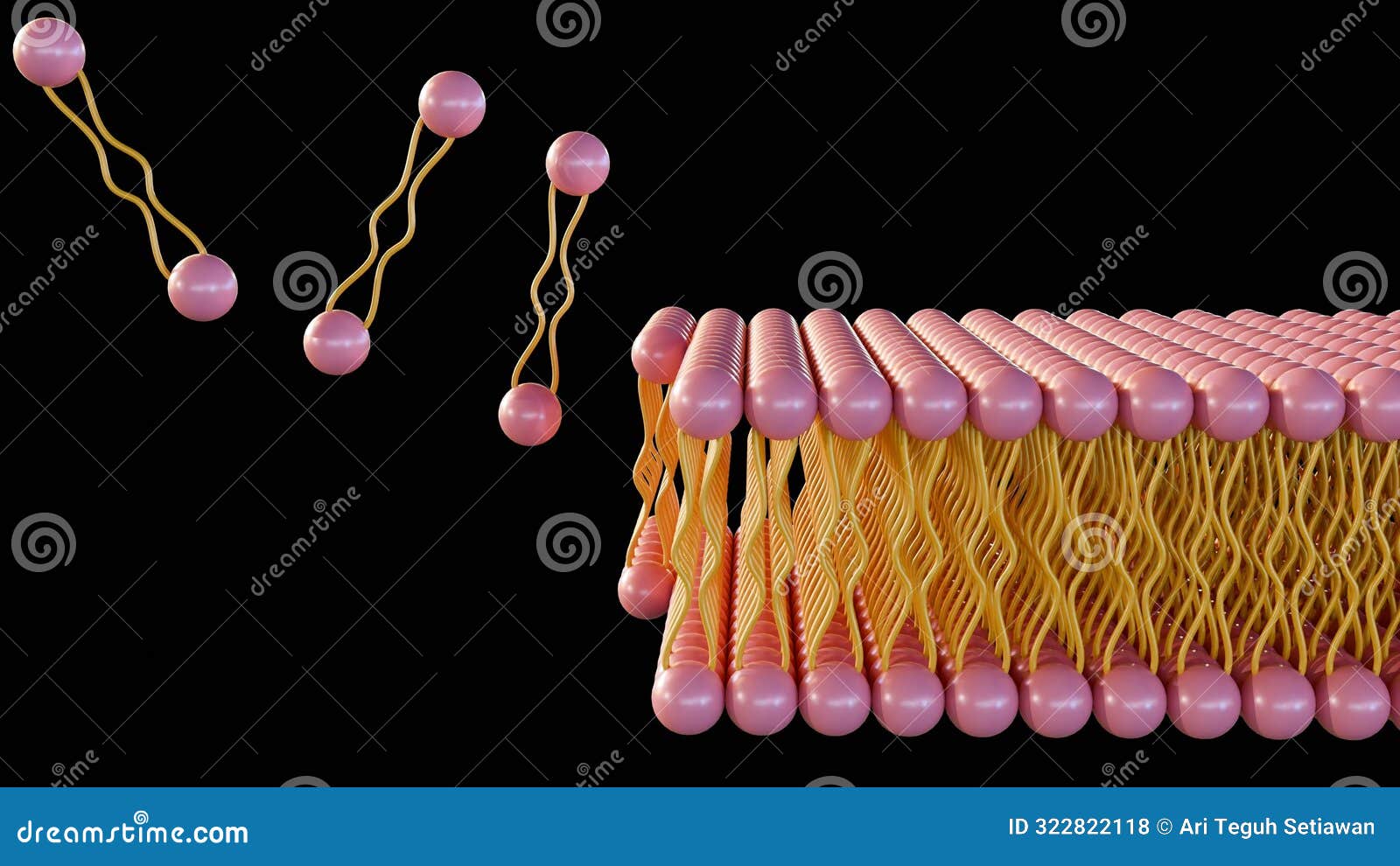 3d Rendering of Lipid Monolayer on Archaea Membrane Stock Illustration ...