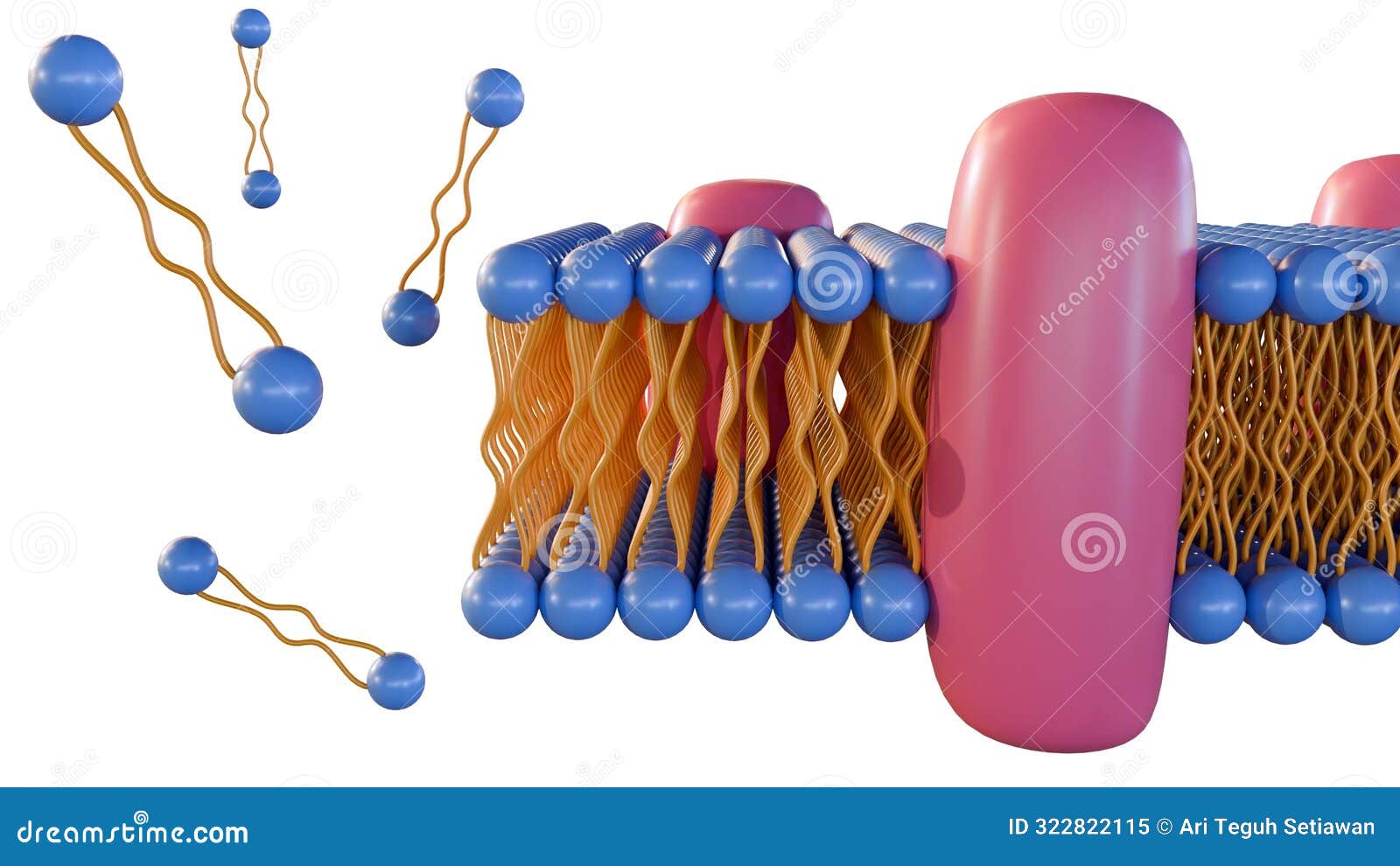 3d Rendering of Lipid Monolayer on Archaea Membrane Stock Illustration ...