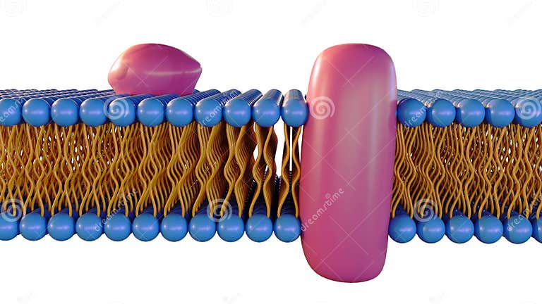 3d Rendering of Lipid Monolayer on Archaea Membrane Stock Illustration ...