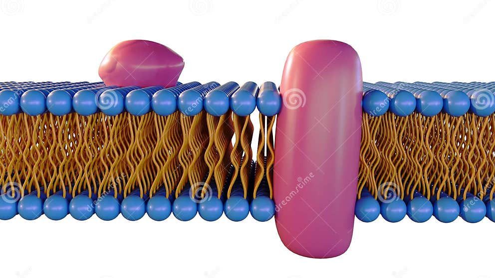 3d Rendering of Lipid Monolayer on Archaea Membrane Stock Illustration ...