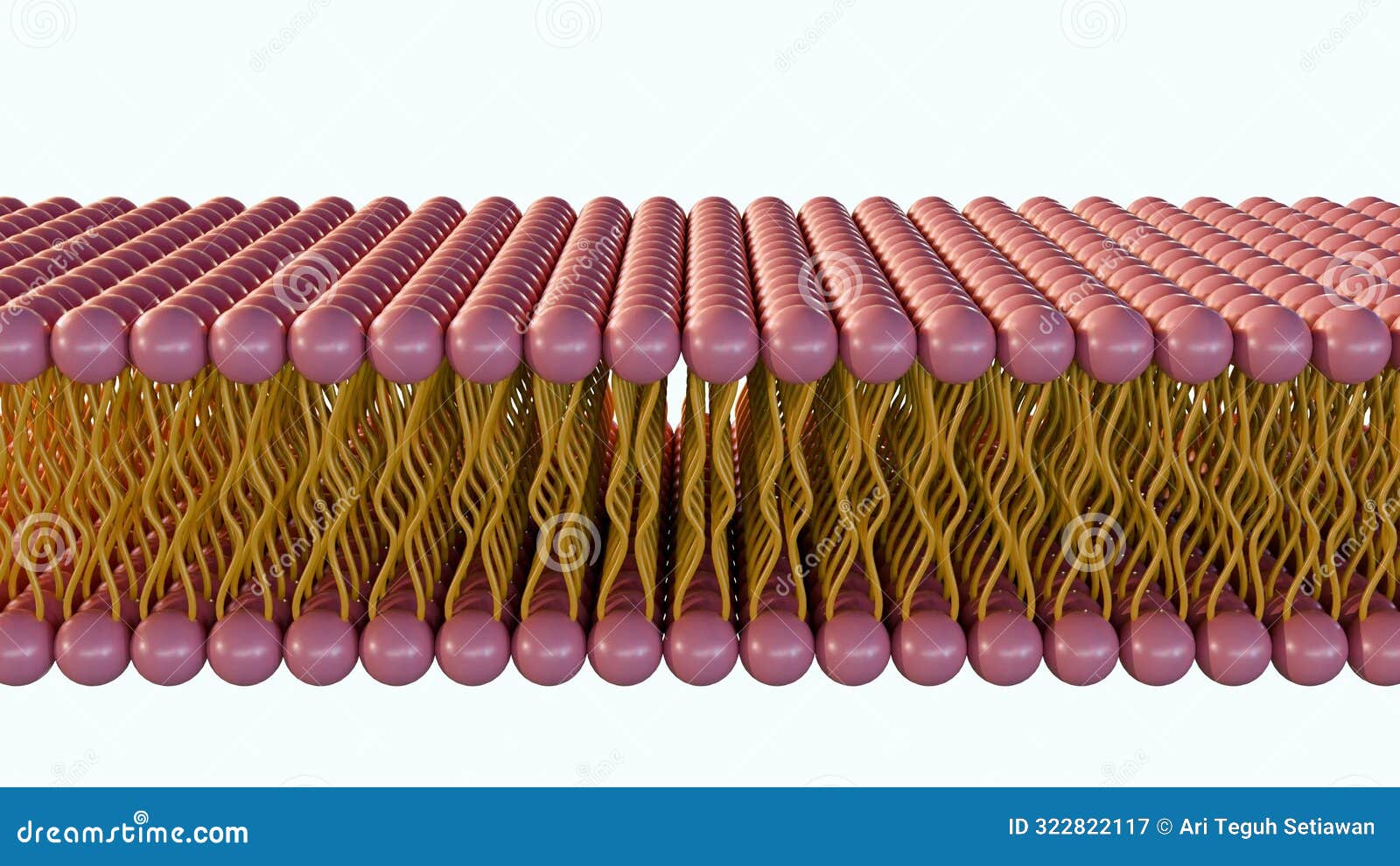 3d Rendering of Lipid Monolayer on Archaea Membrane Stock Illustration ... 3d Rendering of Lipid Monolayer on Archaea Membrane Stock Illustration ...