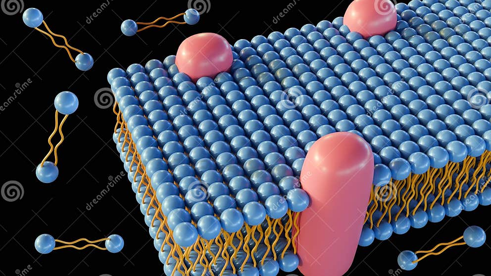 3d Rendering of Lipid Monolayer on Archaea Membrane Stock Illustration ...