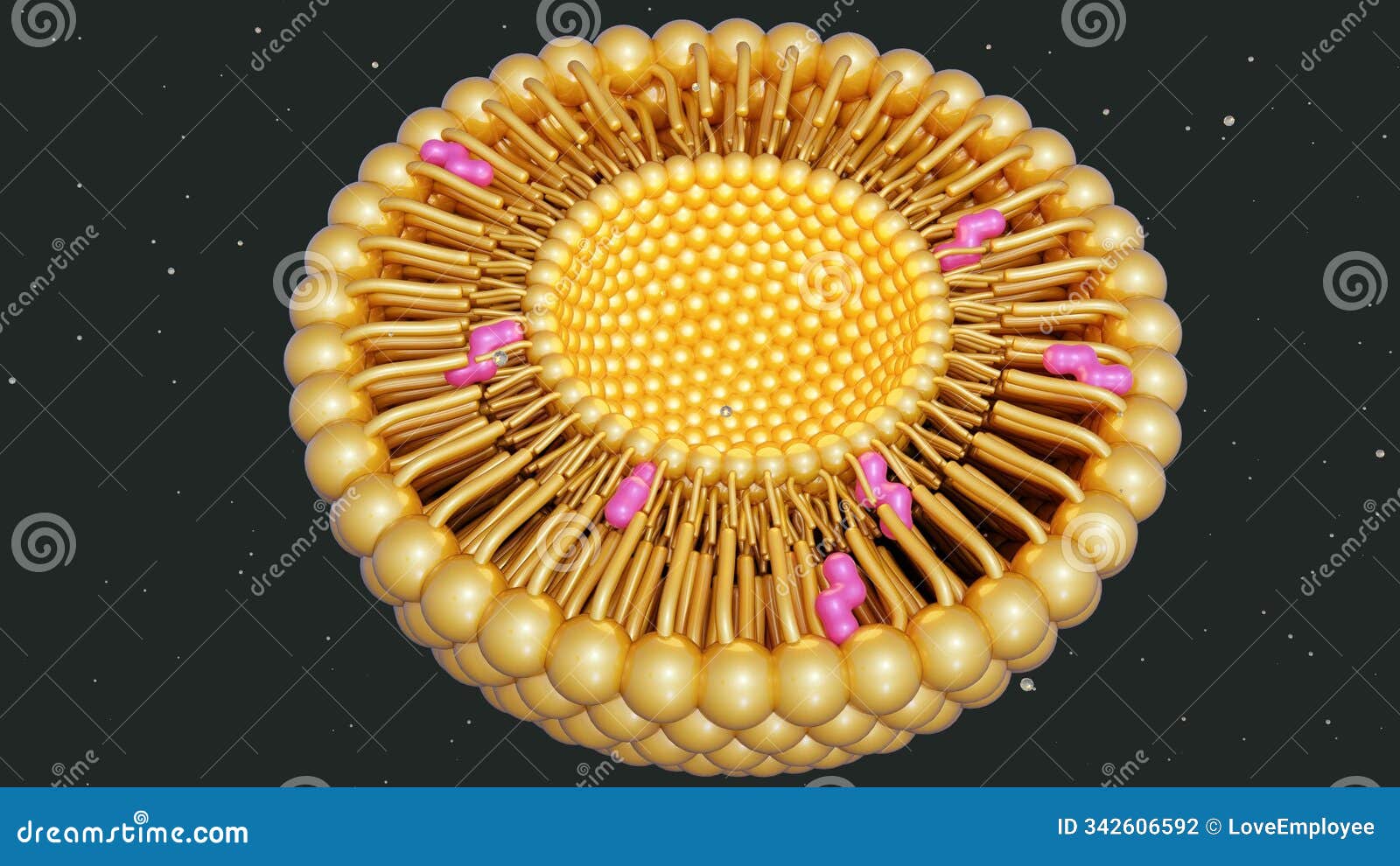 3D Rendering Of Liposome Bilayer With Cholesterol Molecules Stock Image ...