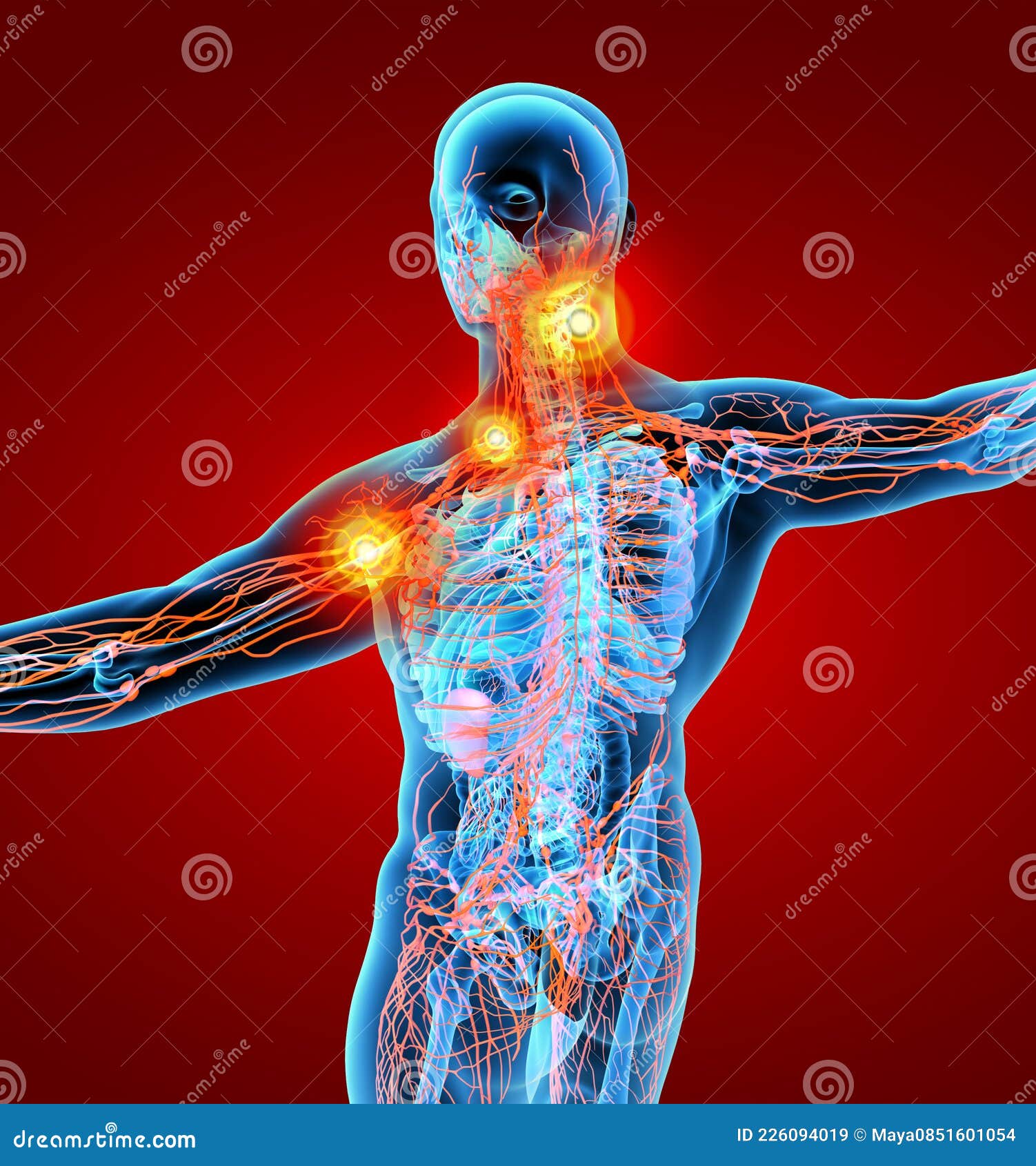3D Rendering Illustration of Lymphatic System Stock Illustration ...