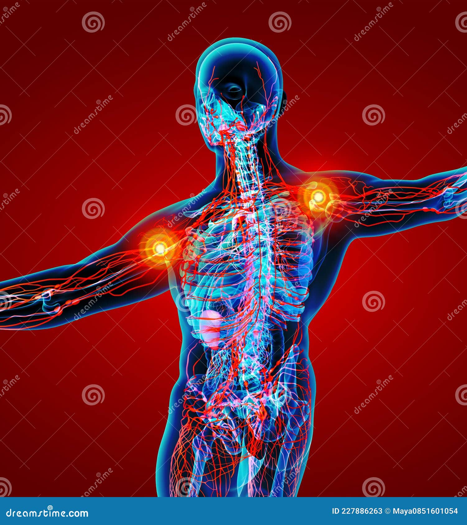 3D Rendering Illustration of Lymphatic System Stock Illustration ...