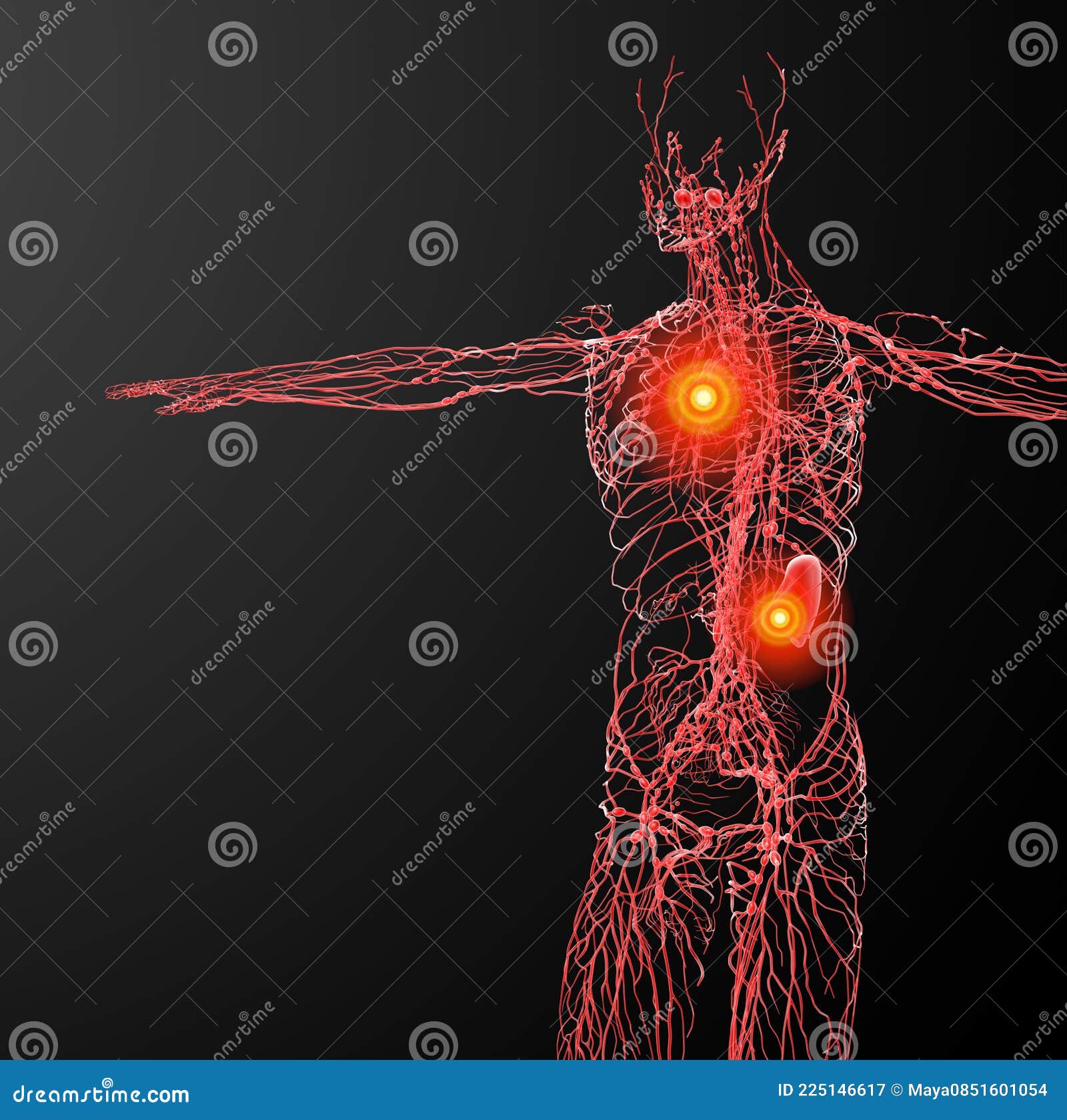 3D Rendering Illustration of Lymphatic System Stock Illustration ...