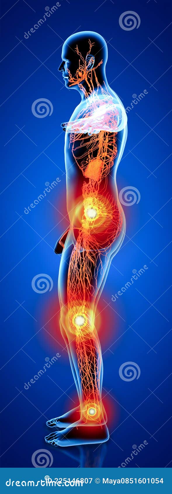 3D Rendering Illustration of Lymphatic System Stock Illustration ...
