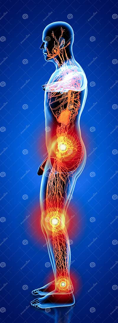 3D Rendering Illustration of Lymphatic System Stock Illustration ...