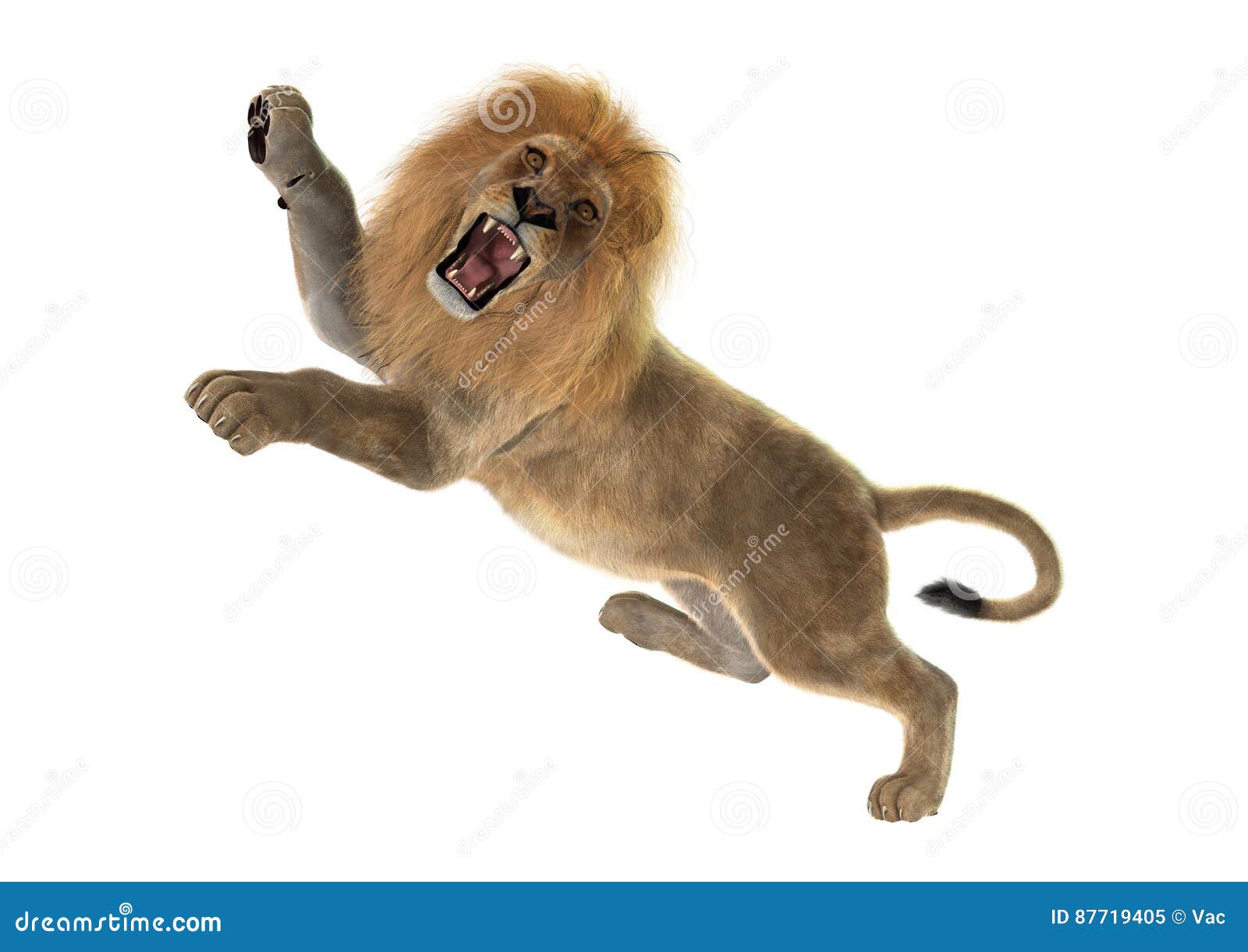 Male Lion Attacking, Isolated, Wildlife, Nature Stock Photography ...
