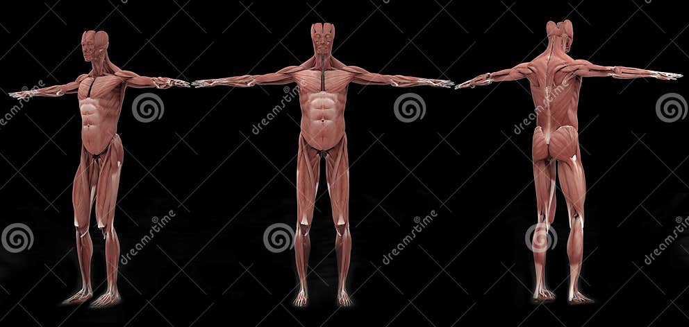 3D Rendering of Male Muscular System at Different Angles. Stock ...