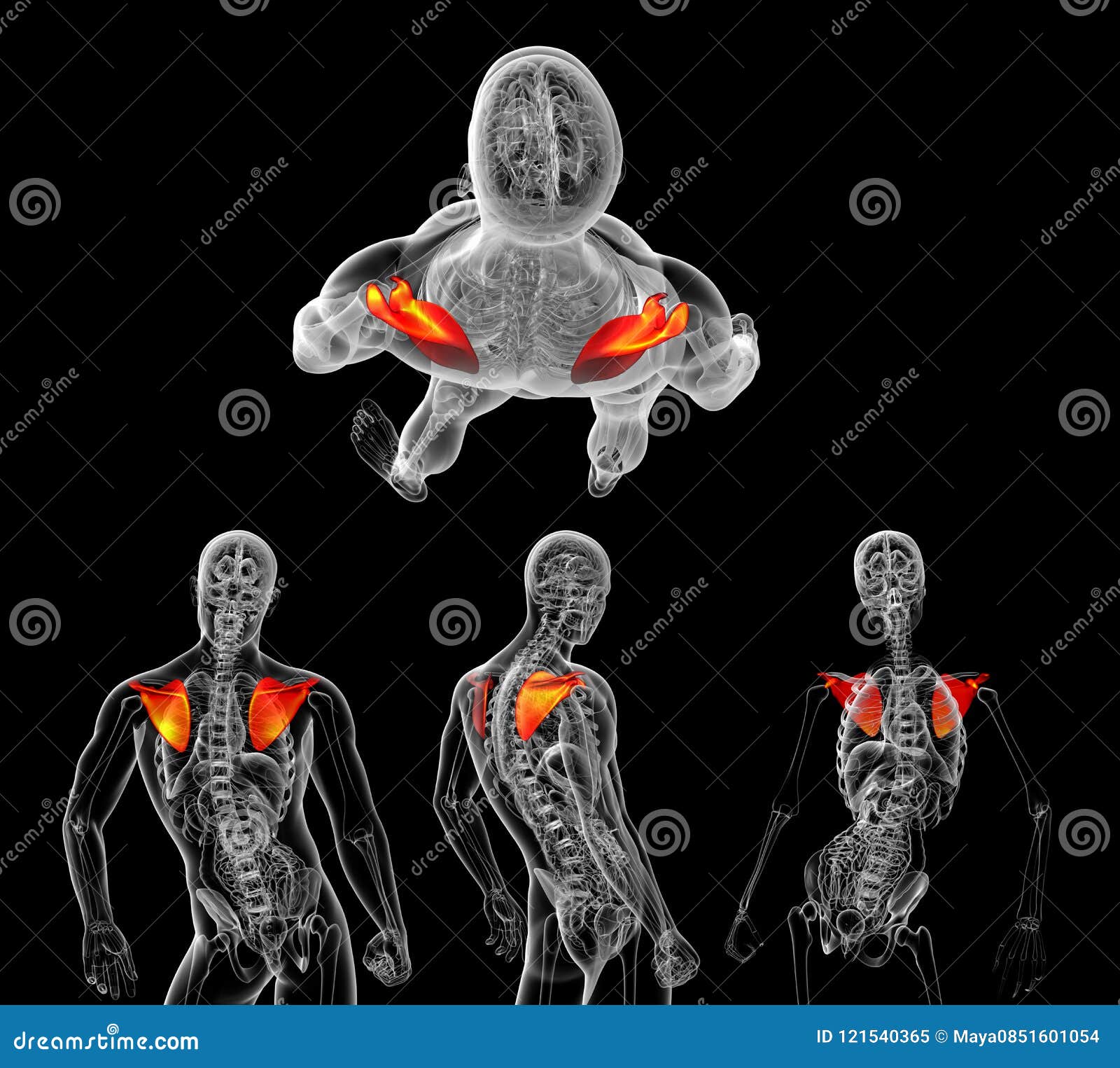 3d Rendering Medical of the Human Scapula Bone Stock Illustration ...