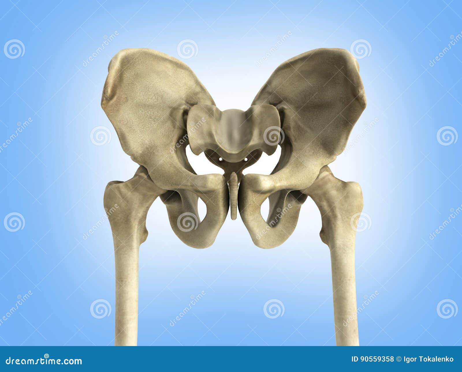 3D Rendering Medical Illustration of the Pelvis Bone on Blue Stock ...