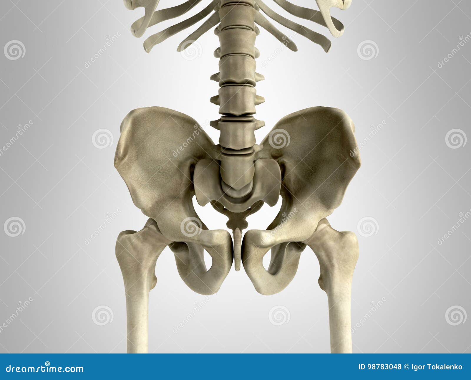 3D Rendering Medical Illustration of the Pelvis Bone on Grey Stock ...