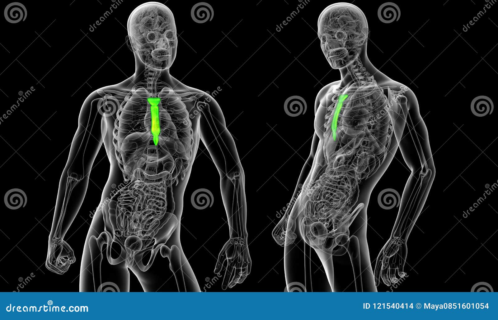 3d Rendering Medical of the Sternum Bone Stock Illustration ...