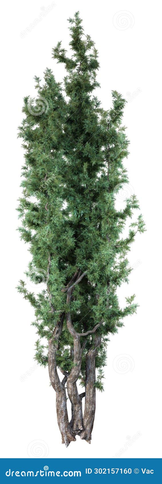 Oxycedrus Cartoons, Illustrations & Vector Stock Images - 9 Pictures to ...