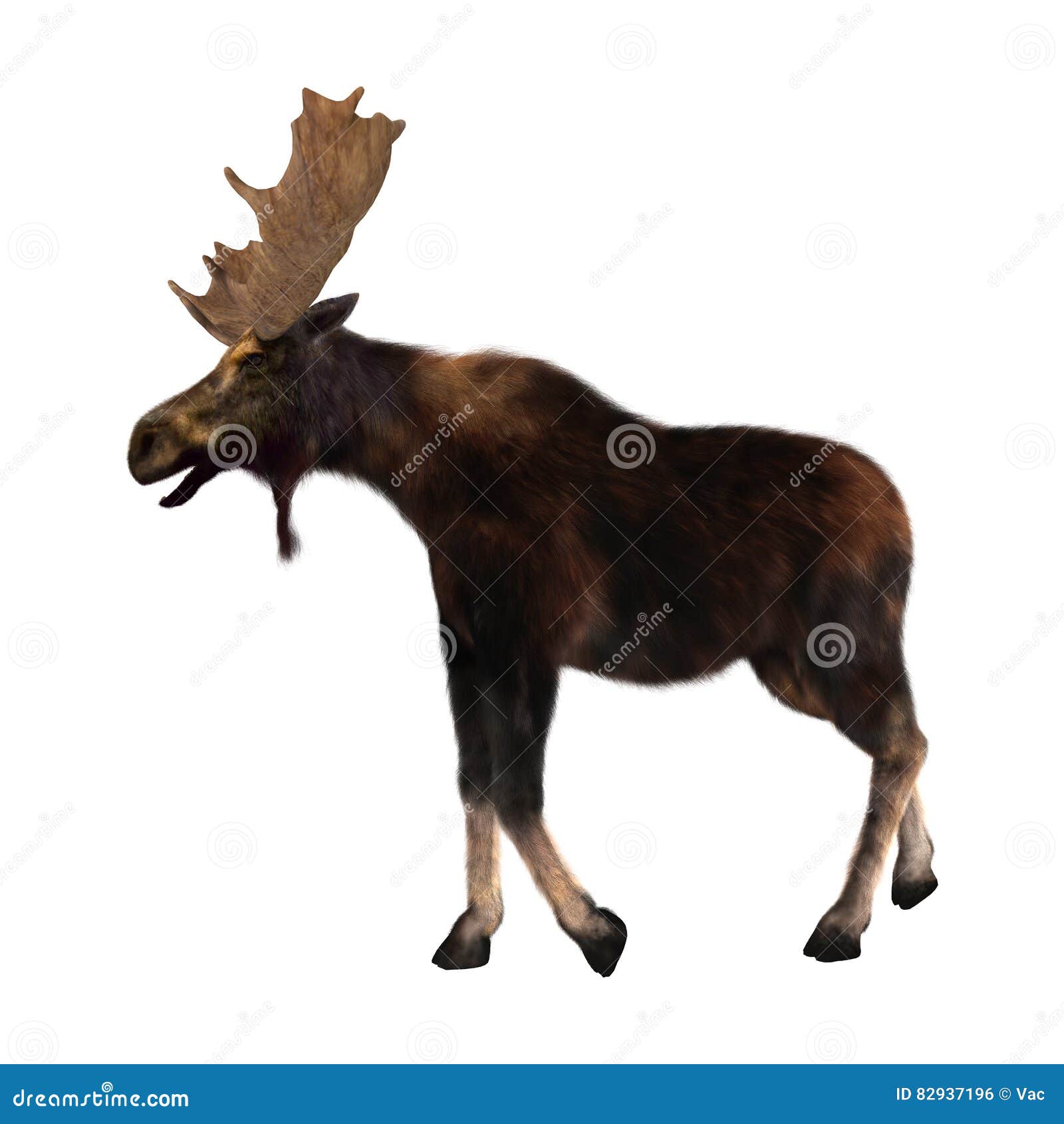 3D Rendering Moose Calf On White Stock Photography | CartoonDealer.com ...