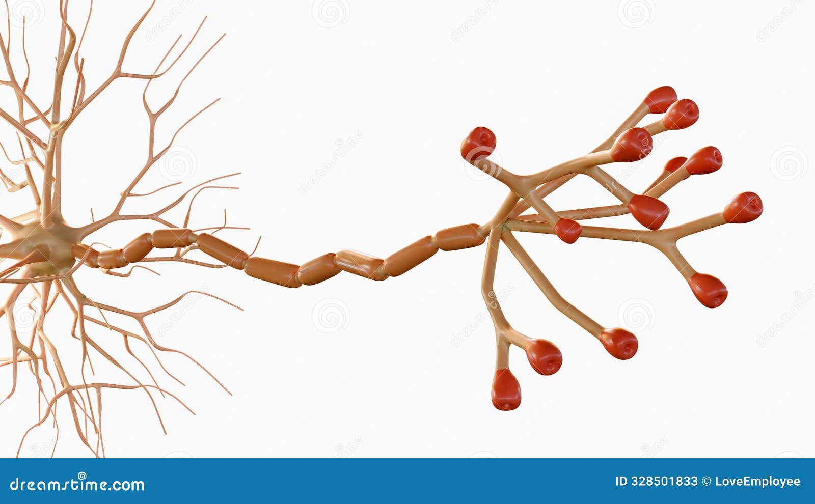 3d Rendering of Multipolar Neurons. Stock Illustration - Illustration ...
