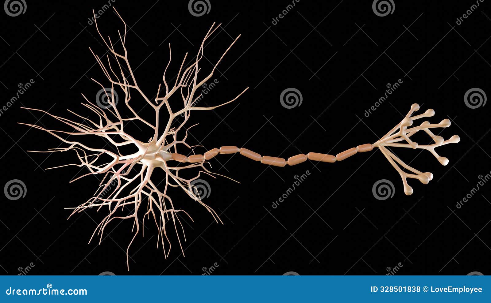 3d Rendering of Multipolar Neurons. Stock Illustration - Illustration ...