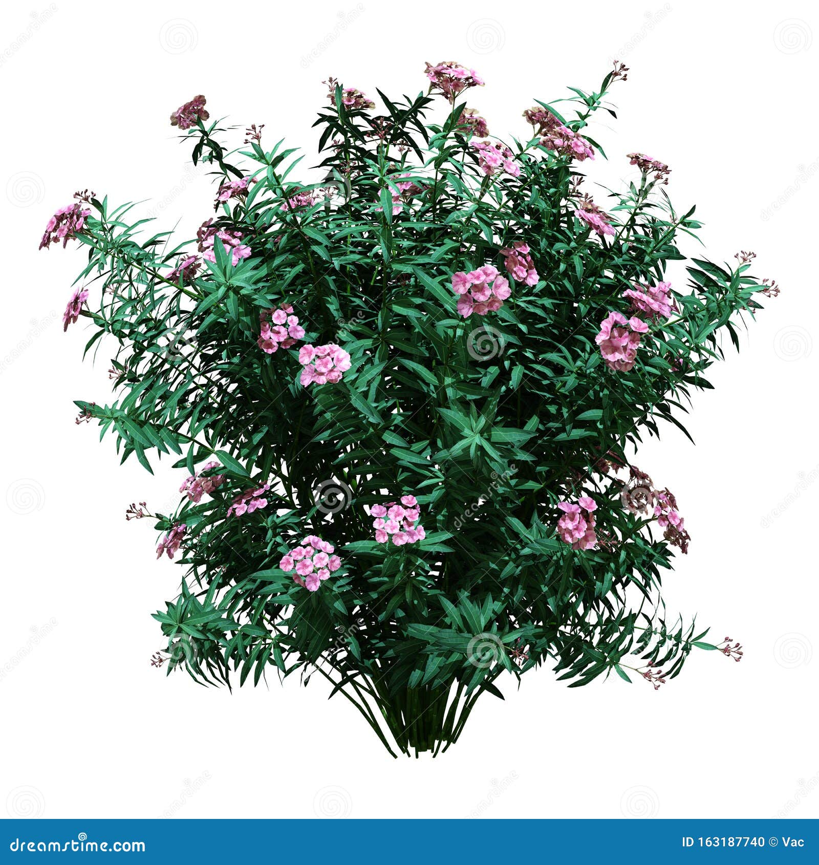 3D Rendering Nerium Oleander Bush On White Royalty-Free Stock Image ...