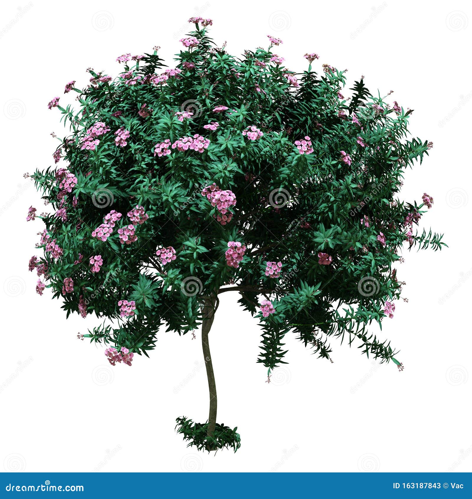 Set Of Nerium Oleander Bushes With Green Leaves And Flowers Vector ...