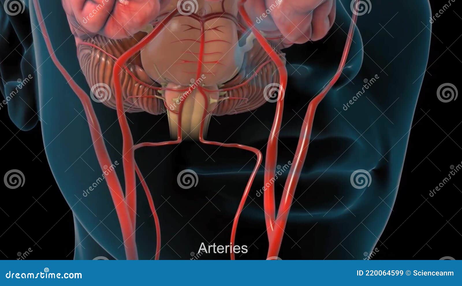 Neurogenesis Cartoons, Illustrations & Vector Stock Images - 139 ...