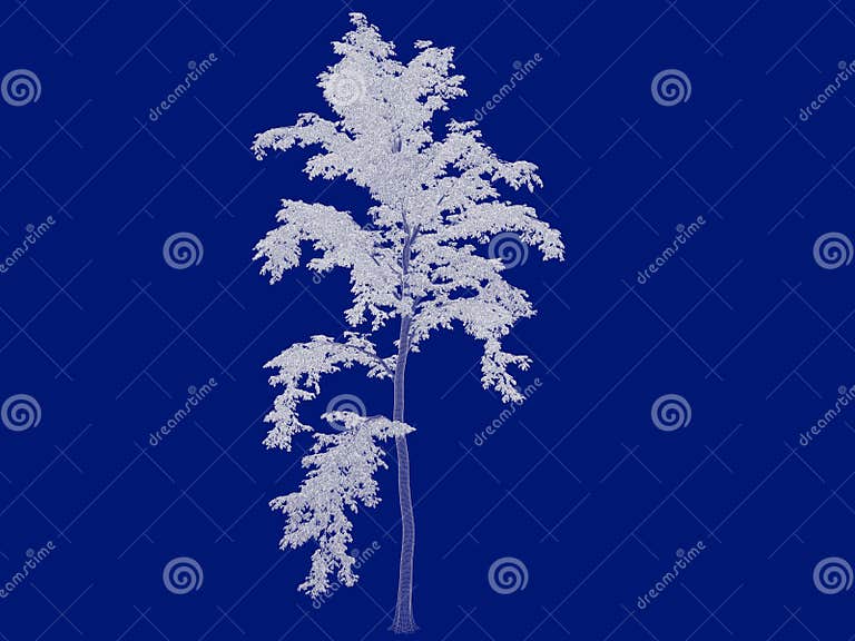 3d Rendering of an Outlined Tree Blueprint Isolated on Blue Back Stock ...