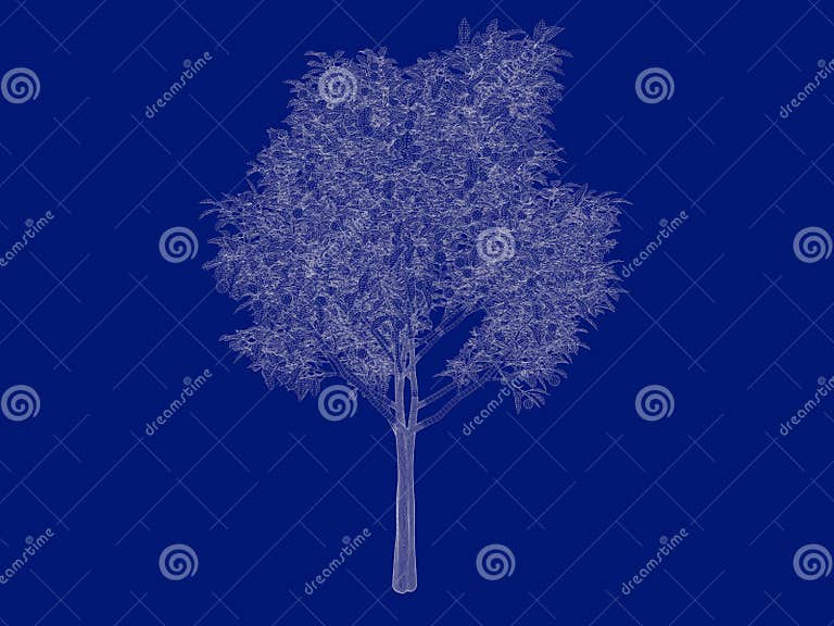 3d Rendering of an Outlined Tree Blueprint Isolated on Blue Back Stock ...