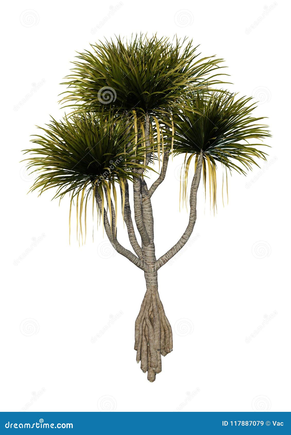 Pandanus Stock Illustrations – 312 Pandanus Stock Illustrations ...