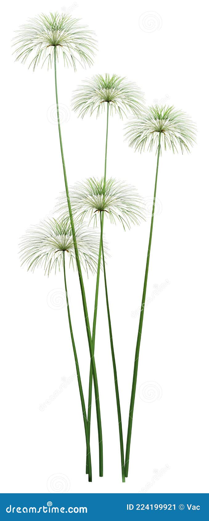 Papyrus Or Nile Grass Illustration, Isolated Plant Vect Cartoon Vector ...