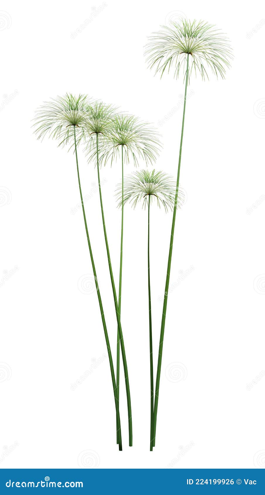 Cyperus Papyrus In Yellow Vase Vector Illustration | CartoonDealer.com ...