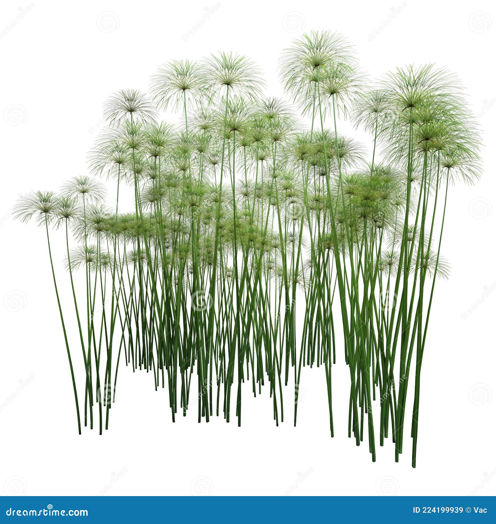 Cyperus Papyrus Plant In Ceramic Flower Pots Vector Illustration ...