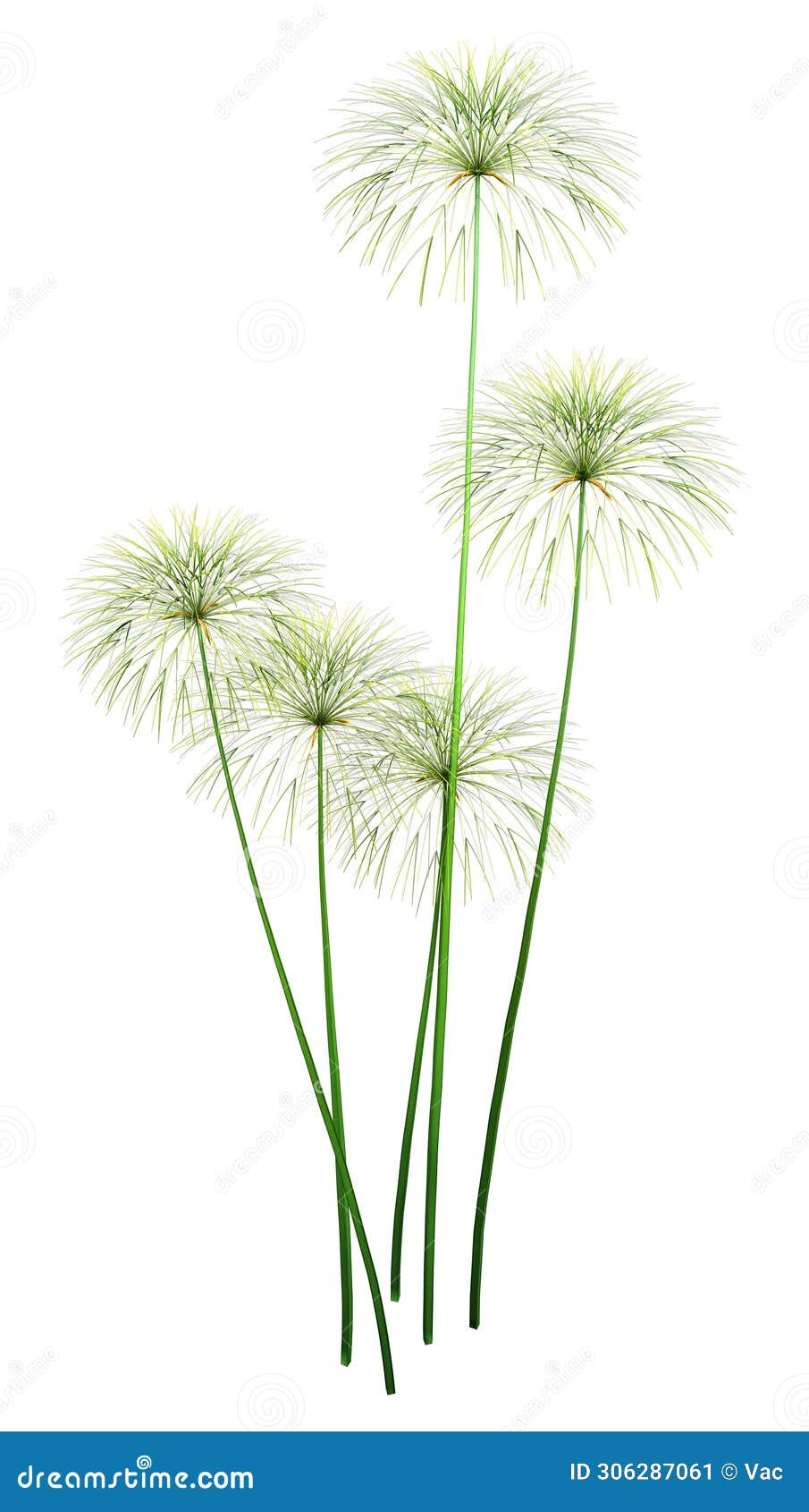 3D Rendering Papyrus Plants on White Stock Illustration - Illustration ...