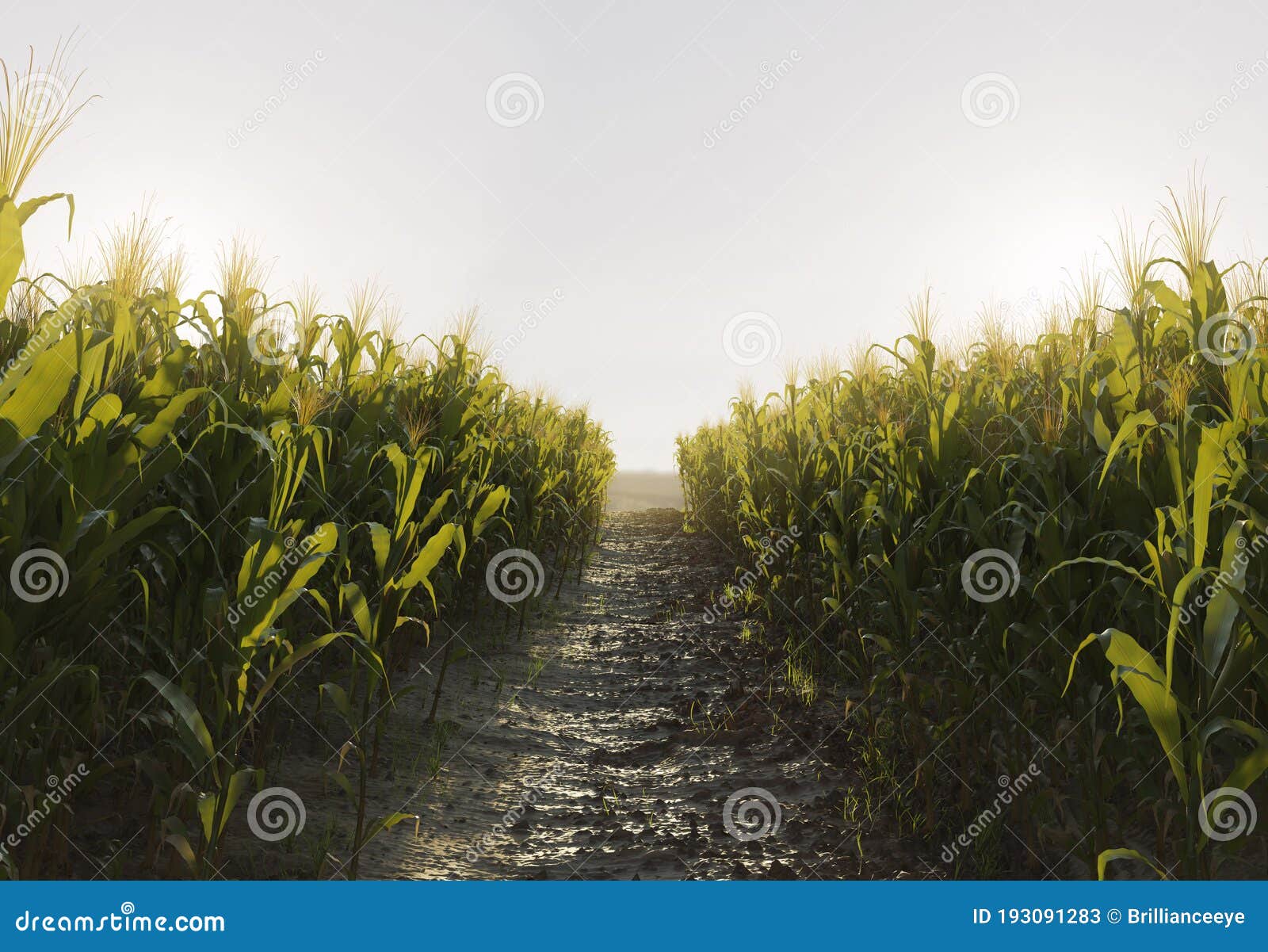 3d Rendering of Path between Two Corn Field in the Evening Sunlight ...