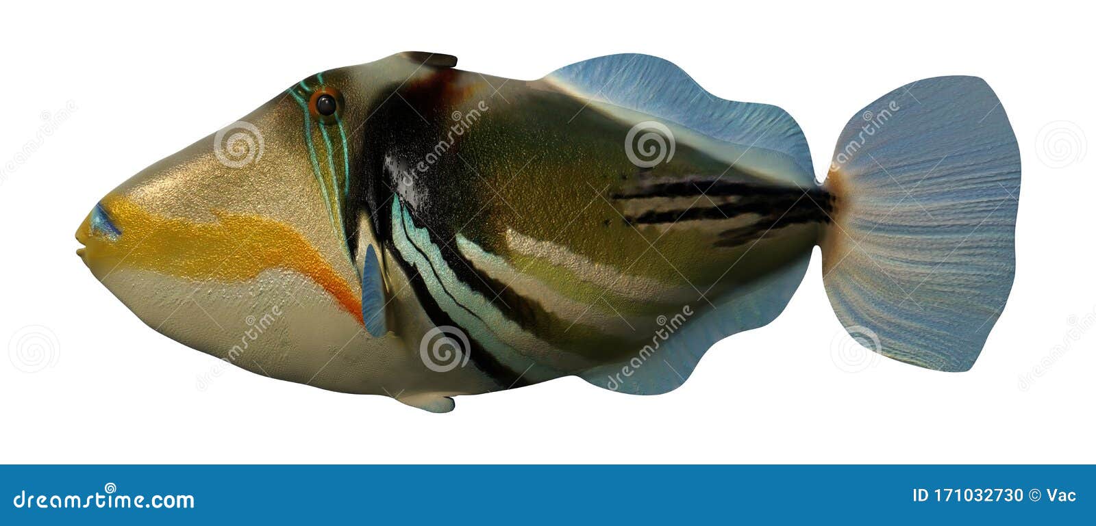 3D Rendering Picasso Triggerfish on White Stock Illustration ...