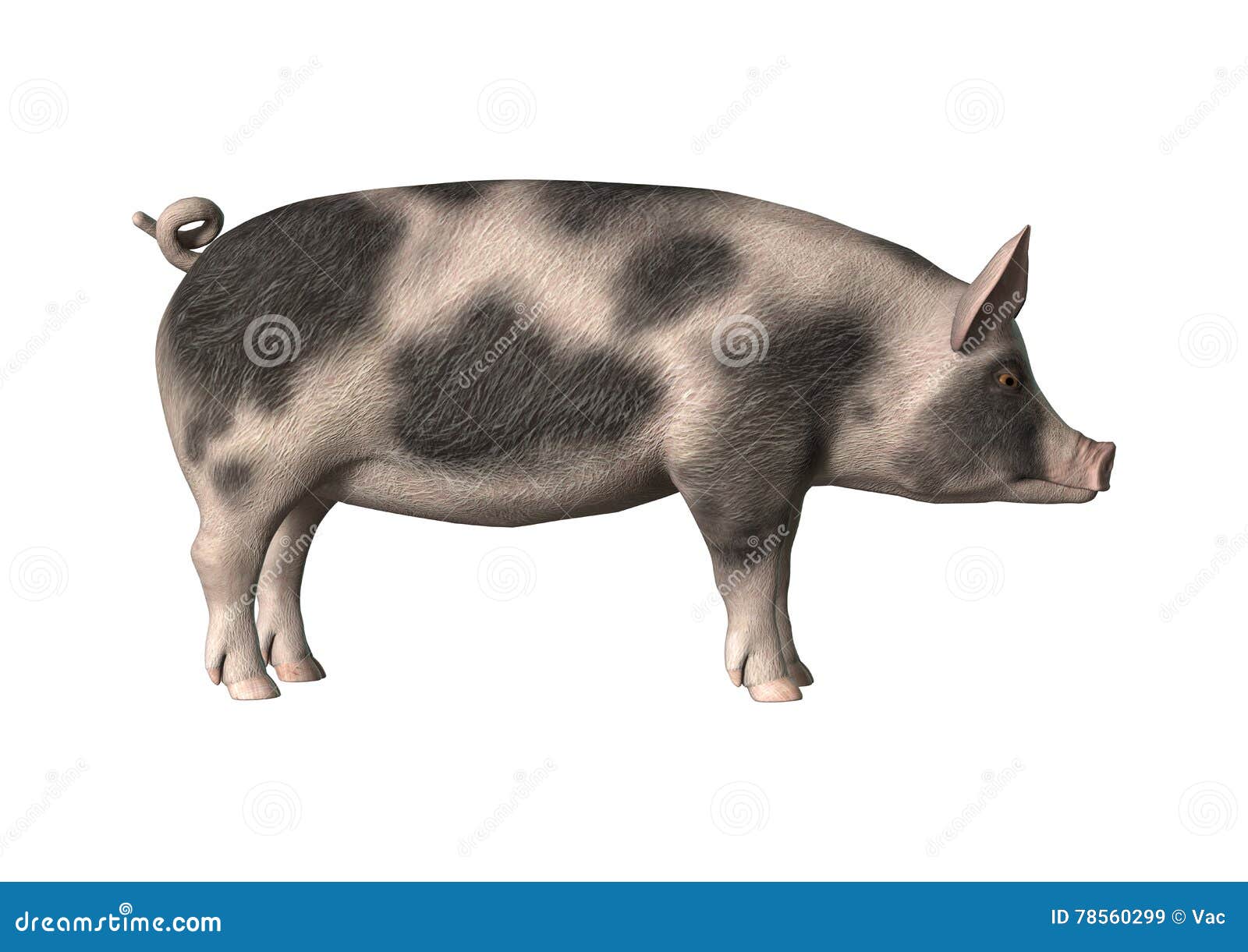 3D Rendering Pig on White stock illustration. Illustration of ...