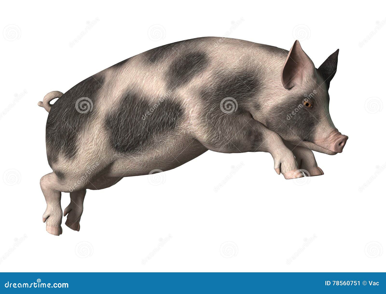 3D Rendering Pig on White stock illustration. Illustration of mammal ...