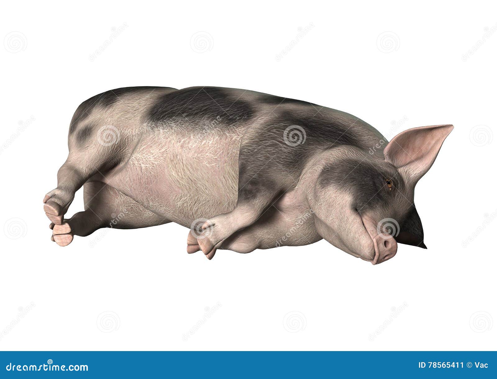 3D Rendering Pig on White stock illustration. Illustration of isolated ...