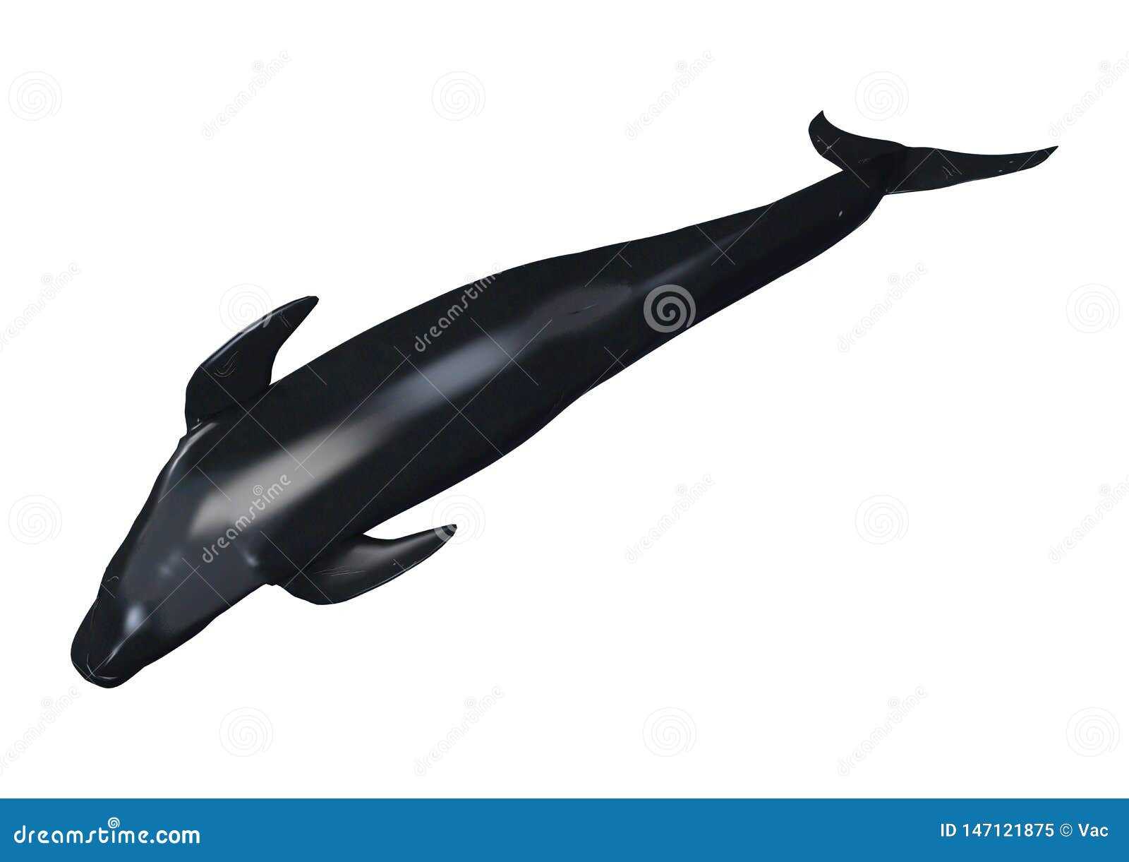 3D Rendering Pilot Whale on White Stock Illustration - Illustration of ...