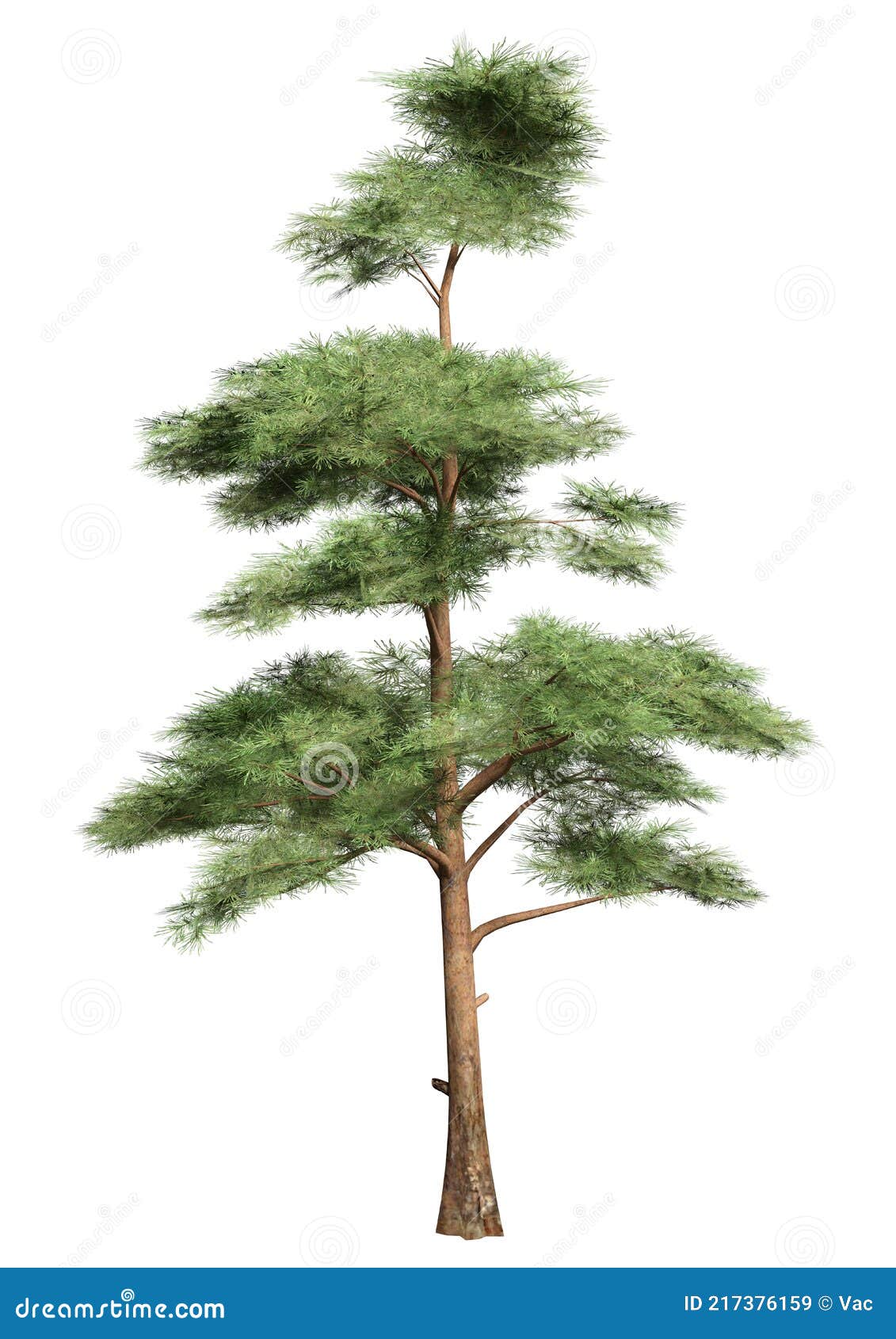 3D Rendering Pine Tree on White Stock Illustration - Illustration of ...