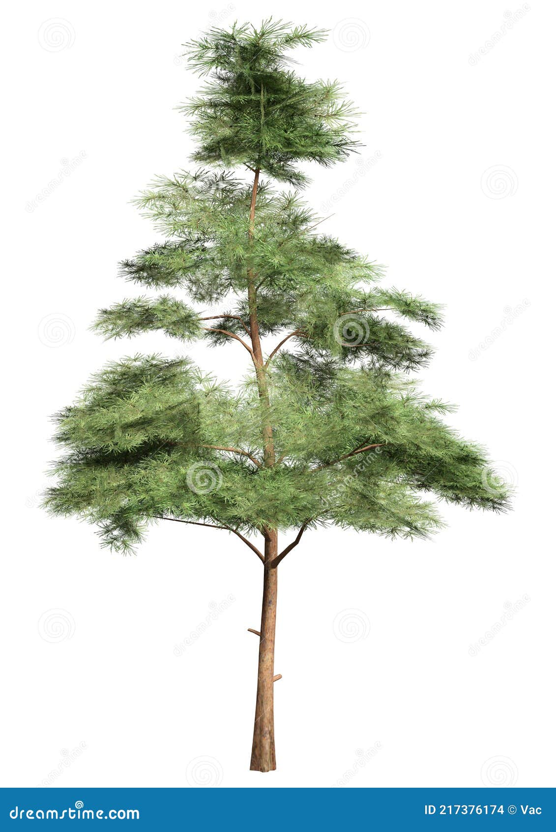 3D Rendering Pine Tree on White Stock Illustration - Illustration of ...