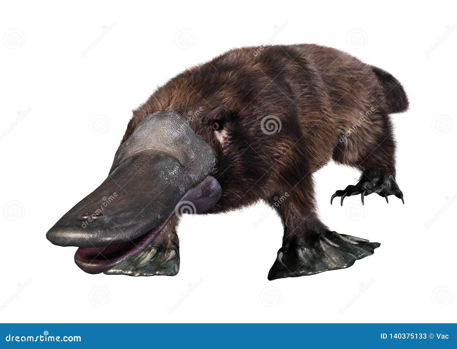 Platypus Isolated Stock Photos - Free & Royalty-Free Stock Photos from ...
