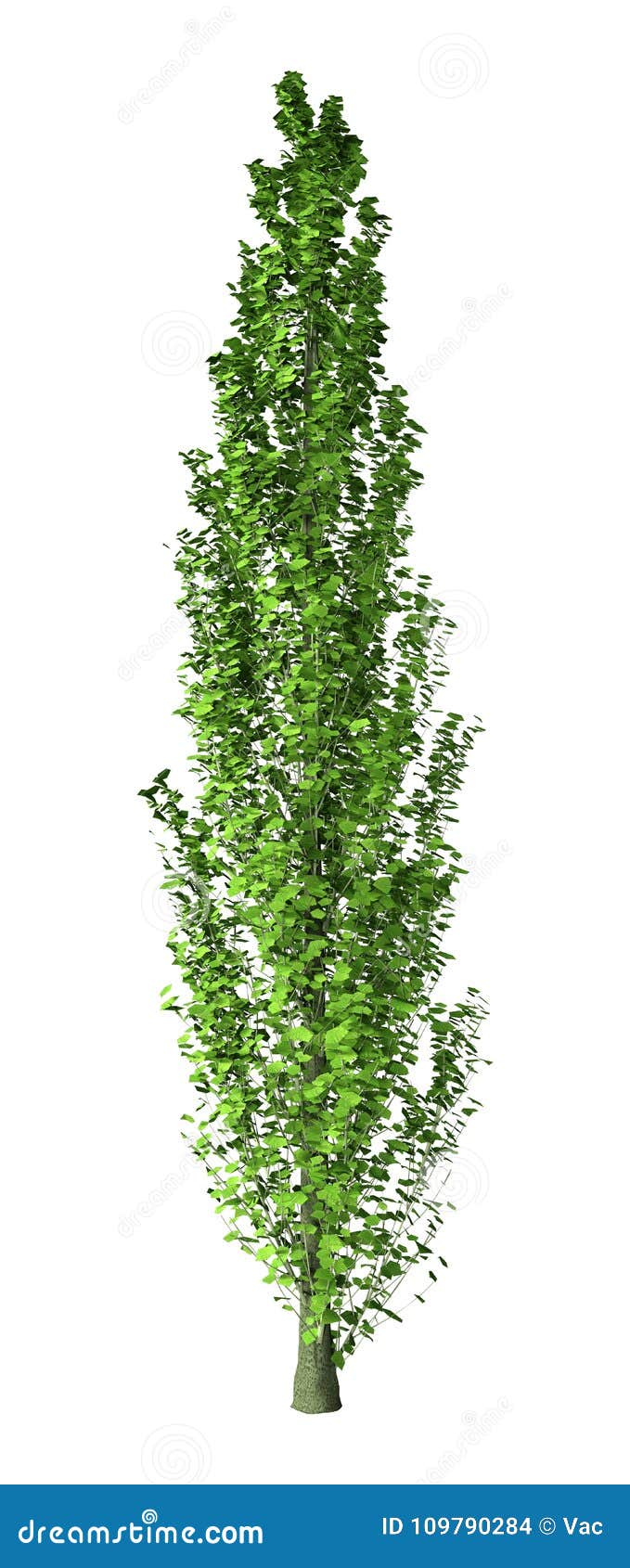 3D Rendering Poplar Tree on White Stock Photo - Image of rendering ...