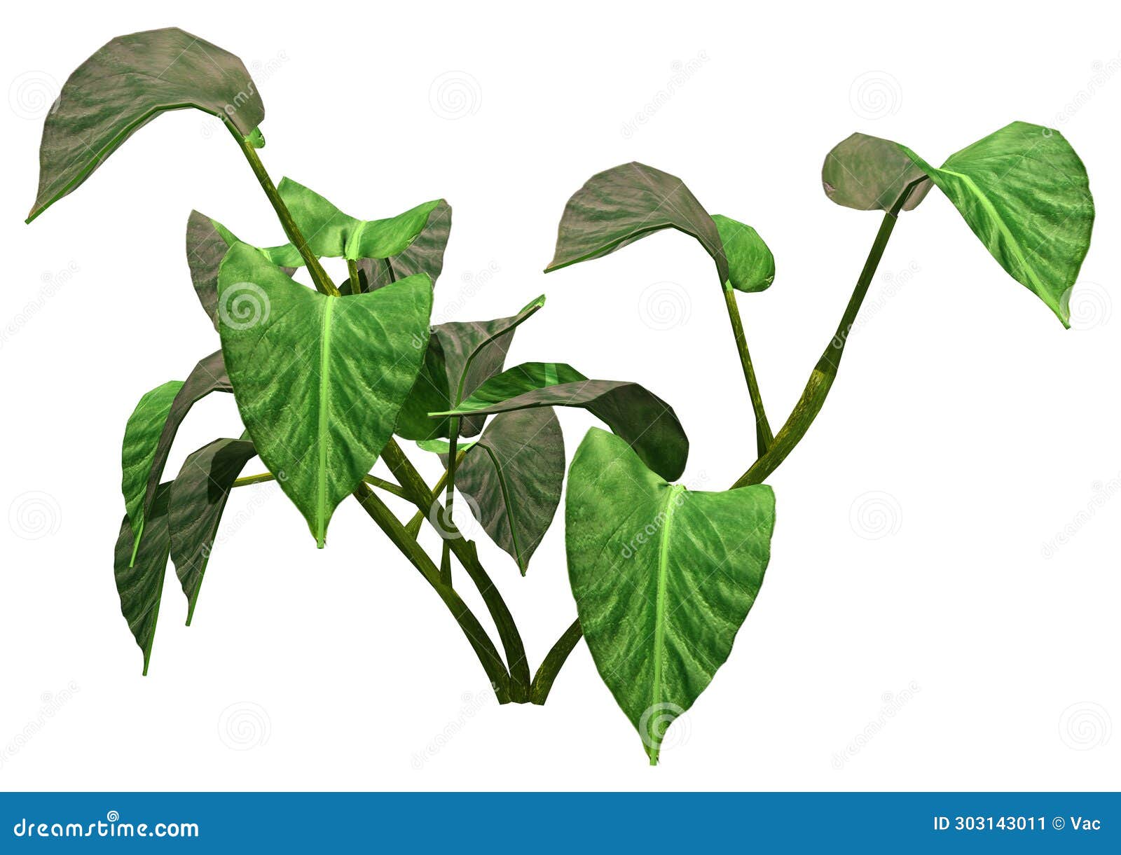 3D Rendering Pothos Plant On White Stock Photography | CartoonDealer ...