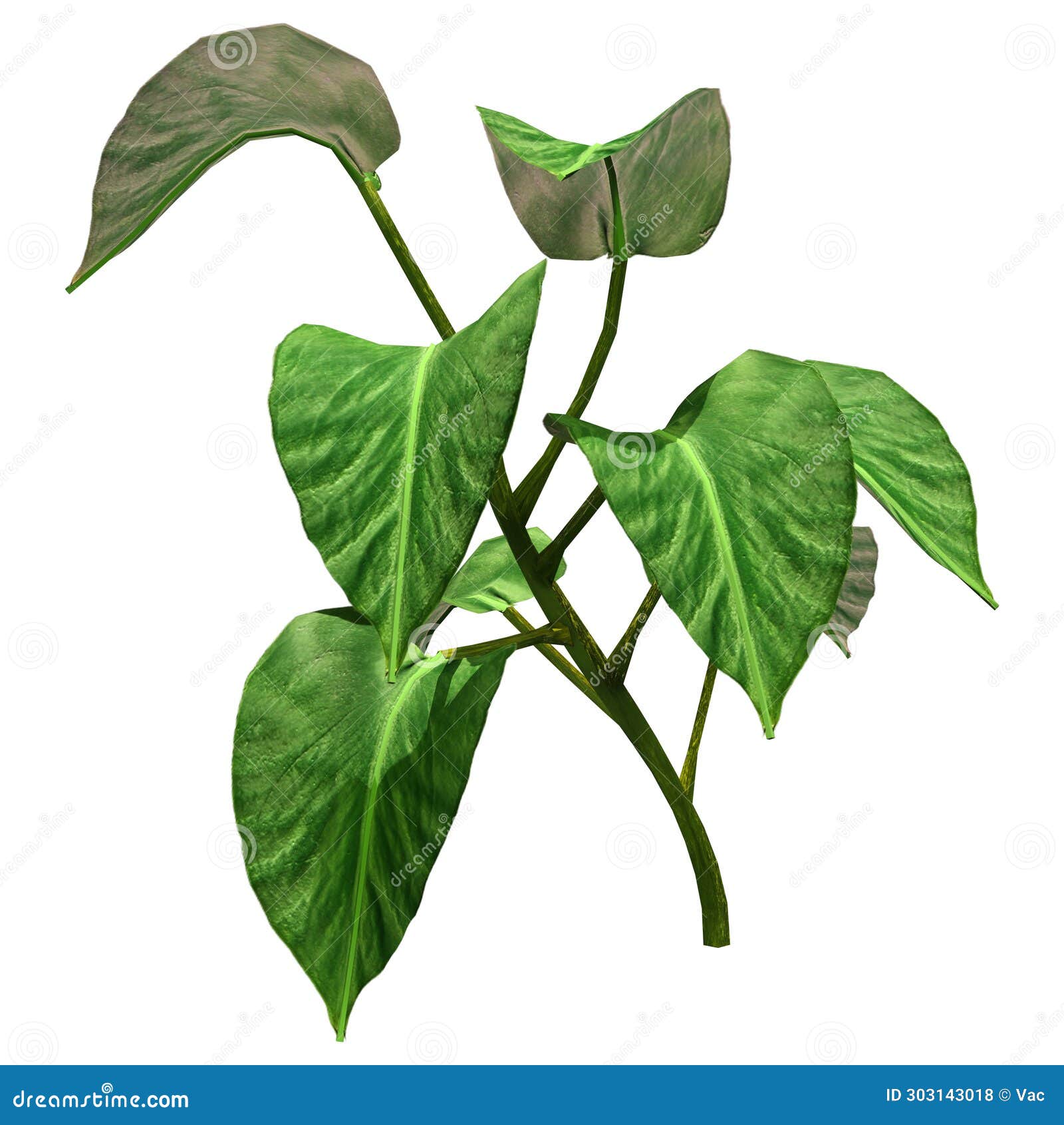 3D Rendering Pothos Plant On White Stock Image | CartoonDealer.com ...