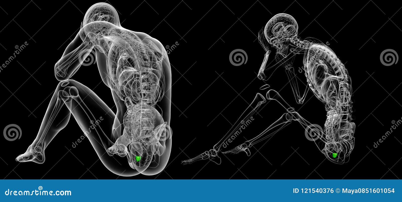 3d Rendering of the Prostate Gland Stock Illustration - Illustration of ...