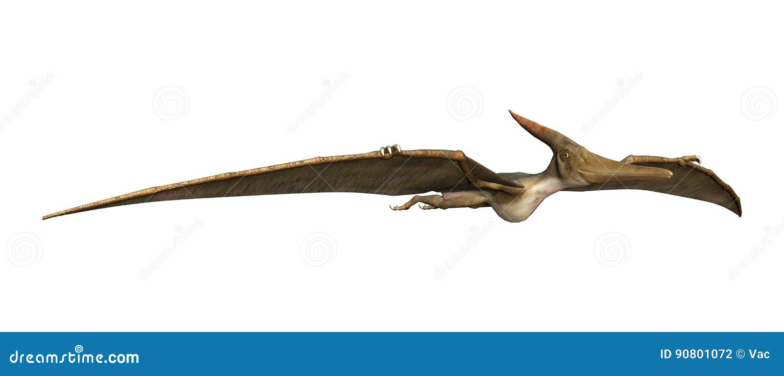 3D Rendering Pteranodon on White Stock Illustration - Illustration of ...