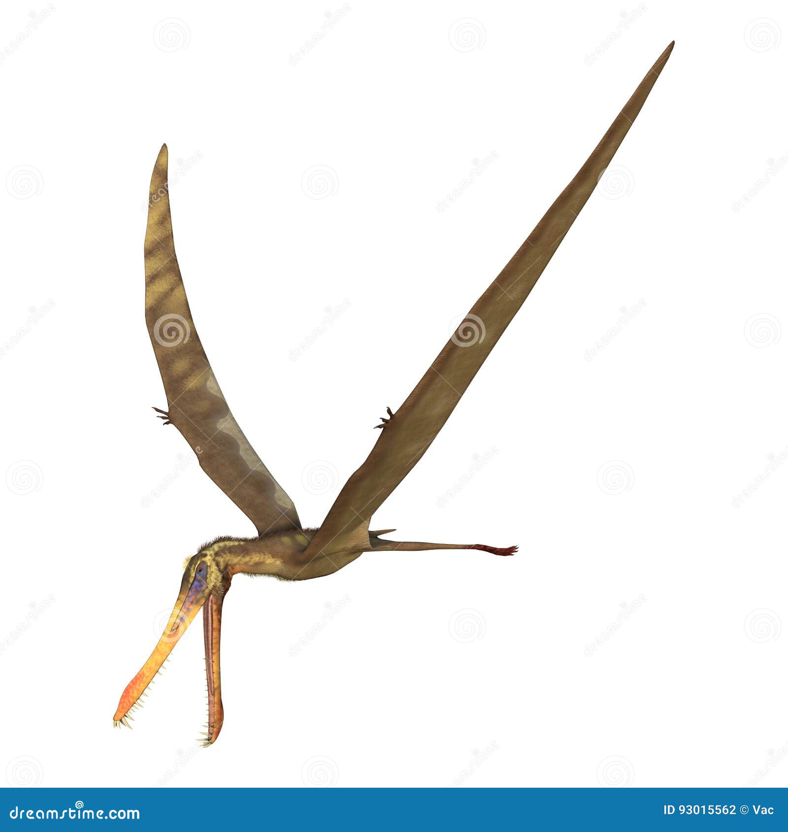 3D Rendering Pterodactyl Anhanguera On White Stock Photo ...